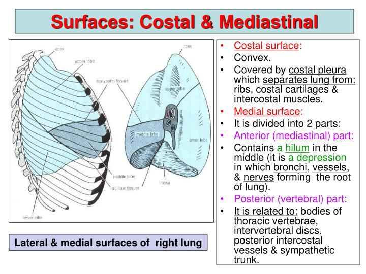 PPT - Pleura and Lung PowerPoint Presentation - ID:2308086