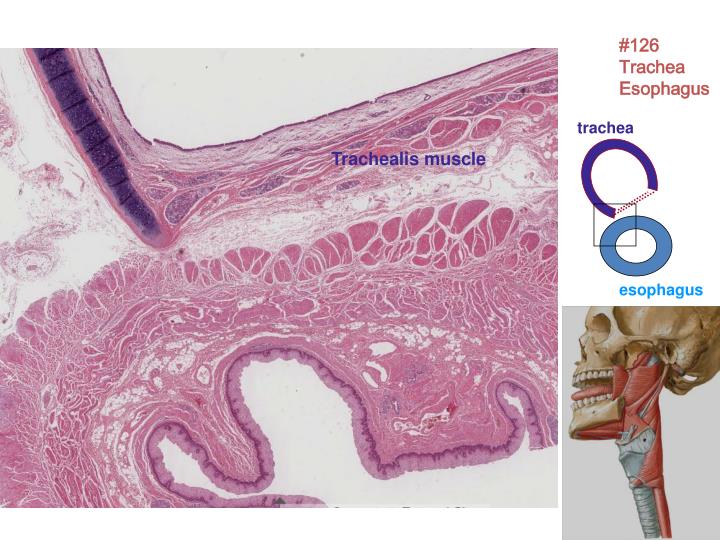 PPT - Respiratory System Histology Laboratory Orientation PowerPoint ...