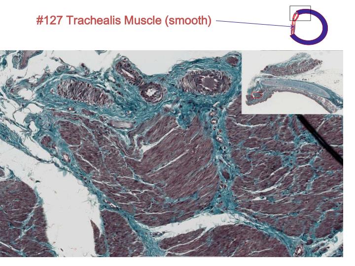 PPT - Respiratory System Histology Laboratory Orientation PowerPoint ...