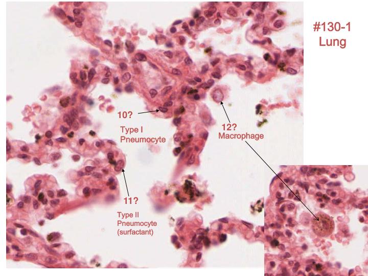 PPT - Respiratory System Histology Laboratory Orientation PowerPoint ...