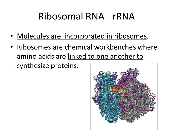 PPT - DNA REPLICATION PowerPoint Presentation - ID:2308479
