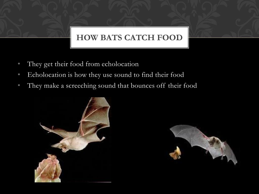PPT - little brown Bats flying nightmares PowerPoint Presentation, free ...