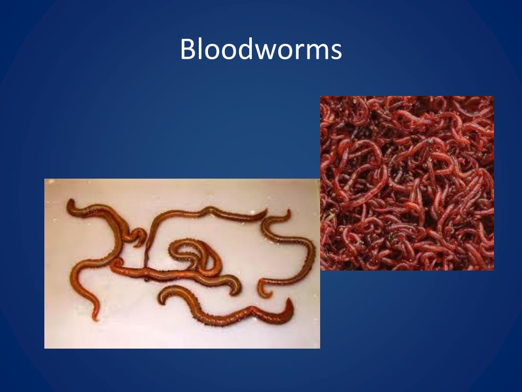 PPT - Animal Science 2 Livestock Diseases and Parasites PowerPoint ...