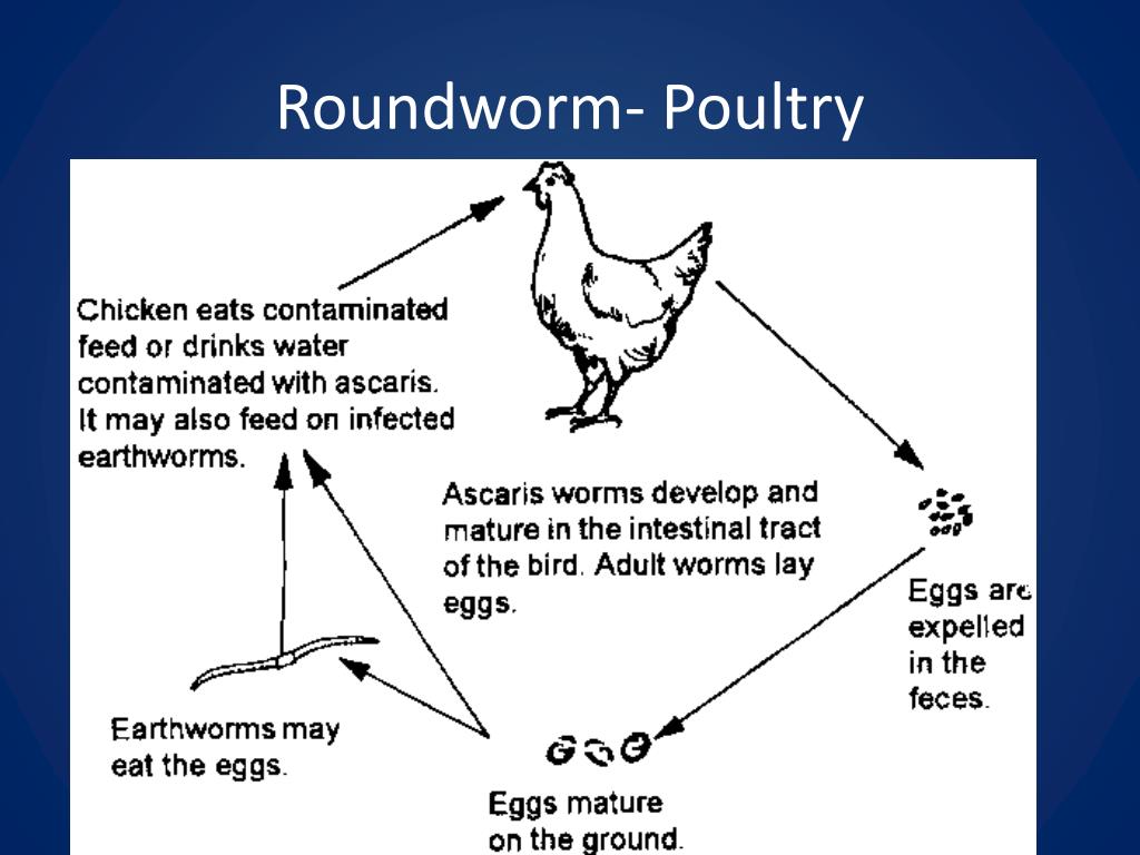 PPT - Animal Science 2 Livestock Diseases and Parasites PowerPoint ...