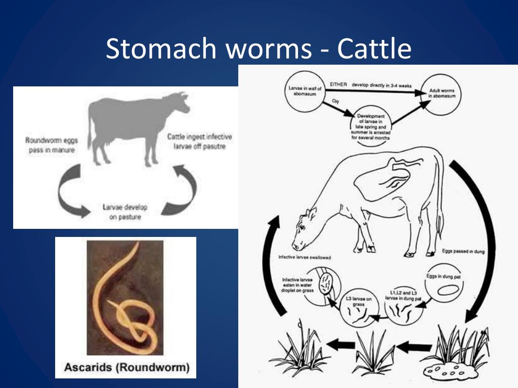 PPT - Animal Science 2 Livestock Diseases and Parasites PowerPoint ...