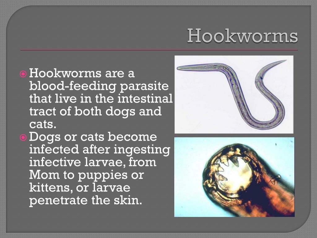 PPT - Client Education on Parasite Prevention in Dogs and Cats ...