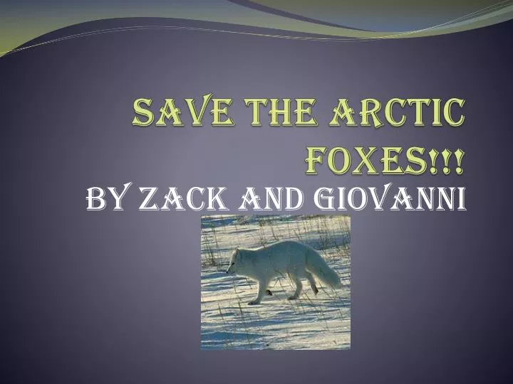 PPT - Save the Arctic Foxes!!! PowerPoint Presentation, free download ...
