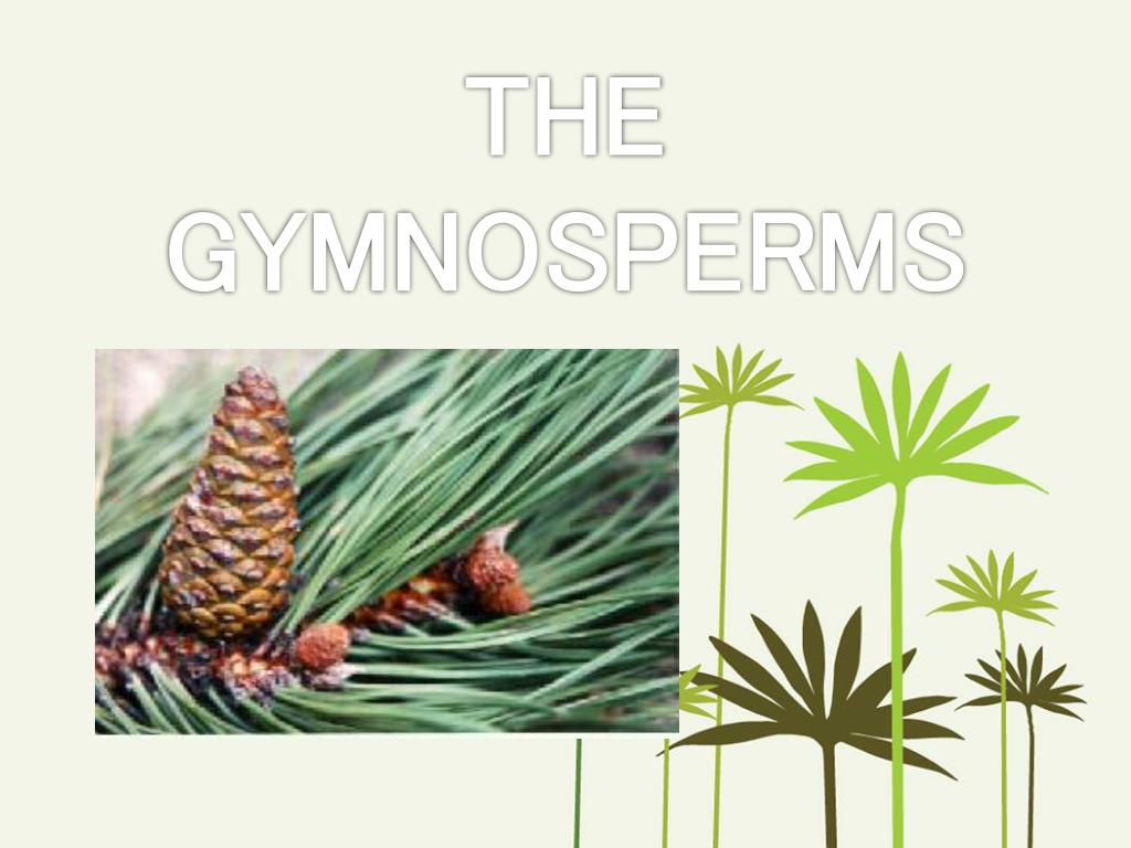 PPT - The evolution of plants PowerPoint Presentation, free download ...