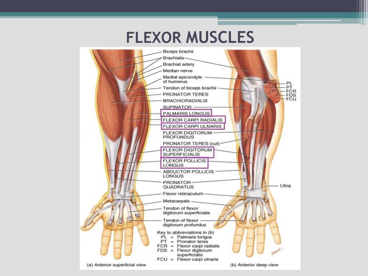PPT - Hand and Wrist Joint PowerPoint Presentation - ID:2311245