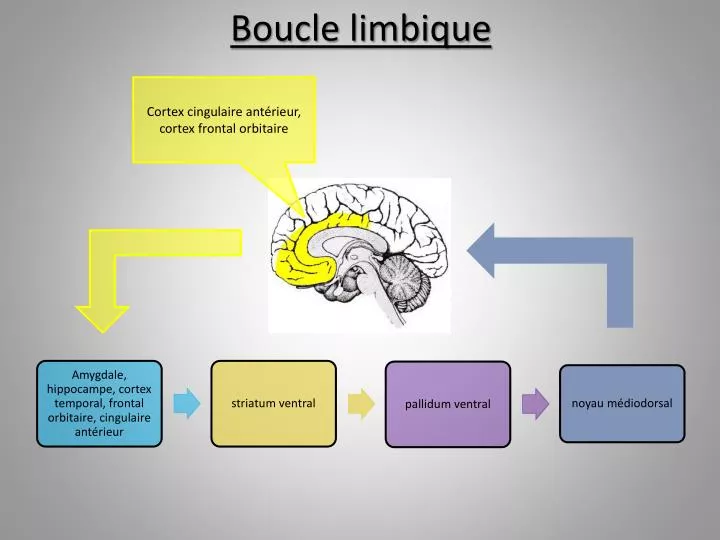 PPT - Boucle limbique PowerPoint Presentation, free download - ID:2312540
