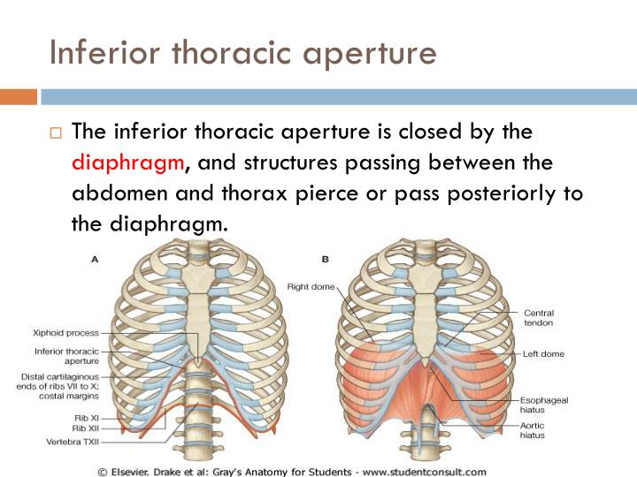 PPT - Thorax PowerPoint Presentation - ID:2312749