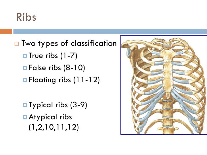 PPT - Thorax PowerPoint Presentation - ID:2312749
