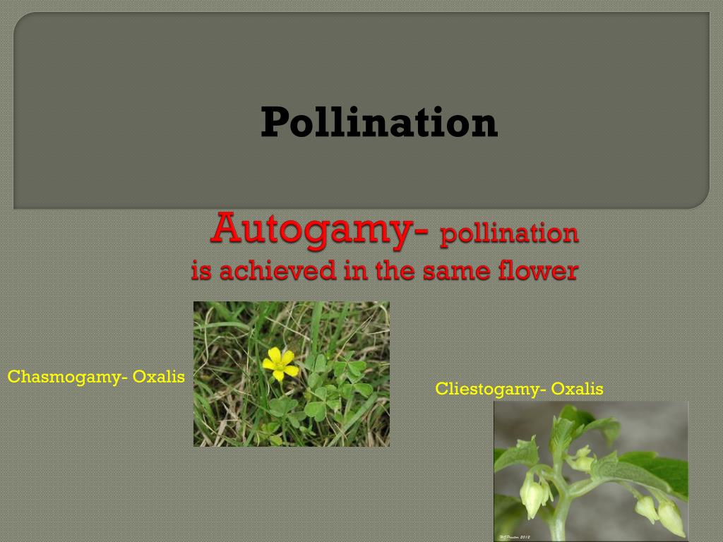 PPT - SEXUAL REPRODUCTION IN FLOWERING PLANTS PowerPoint Presentation ...
