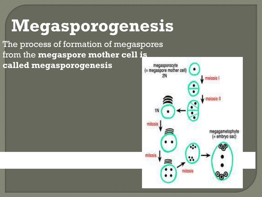 PPT - SEXUAL REPRODUCTION IN FLOWERING PLANTS PowerPoint Presentation ...