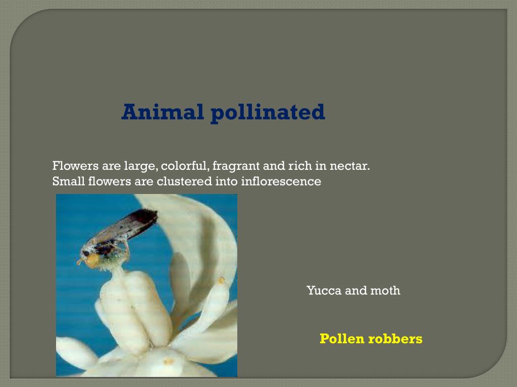PPT - SEXUAL REPRODUCTION IN FLOWERING PLANTS PowerPoint Presentation ...