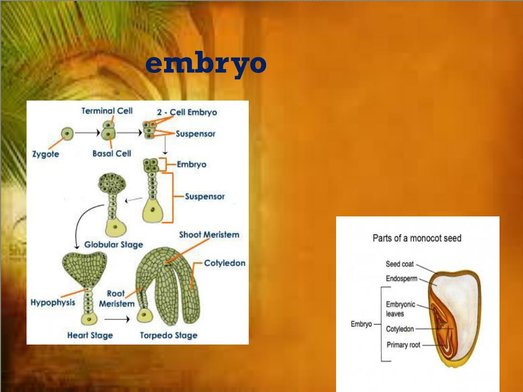 PPT - SEXUAL REPRODUCTION IN FLOWERING PLANTS PowerPoint Presentation ...