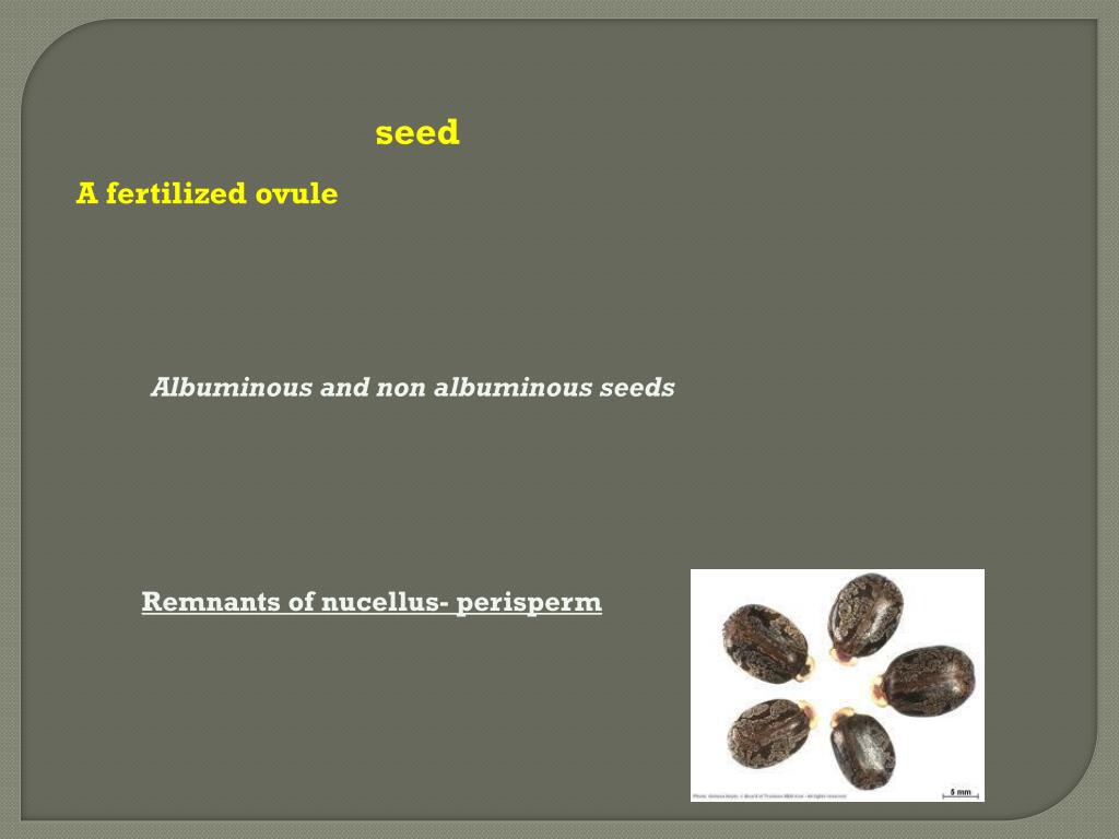 PPT - SEXUAL REPRODUCTION IN FLOWERING PLANTS PowerPoint Presentation ...