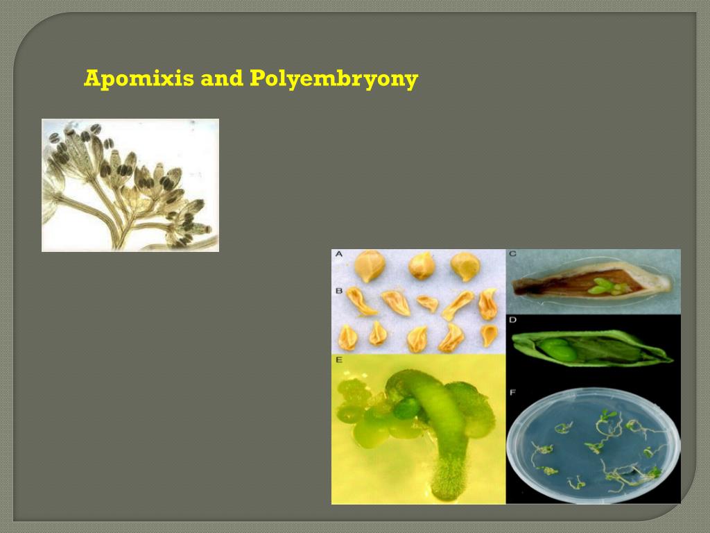 PPT - SEXUAL REPRODUCTION IN FLOWERING PLANTS PowerPoint Presentation ...
