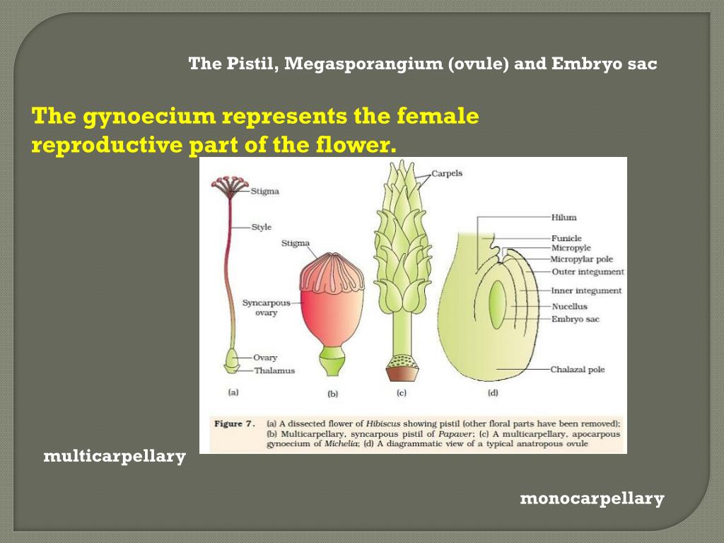 PPT - SEXUAL REPRODUCTION IN FLOWERING PLANTS PowerPoint Presentation ...