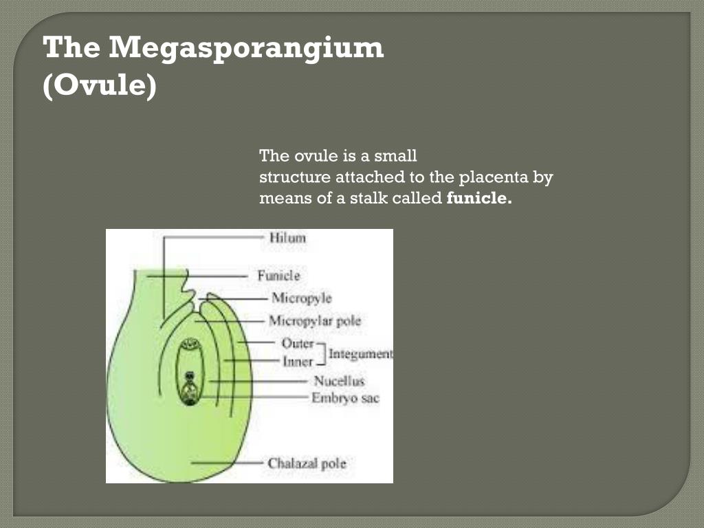 PPT - SEXUAL REPRODUCTION IN FLOWERING PLANTS PowerPoint Presentation ...