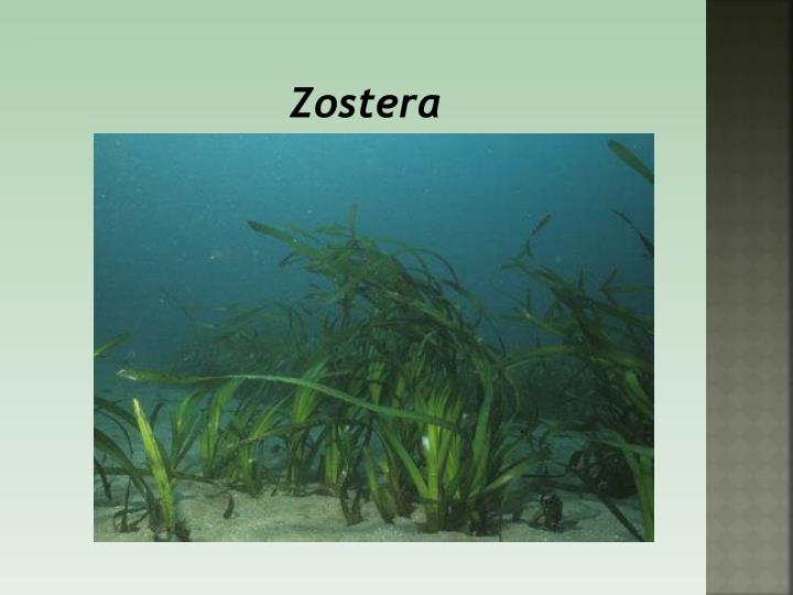 PPT - Topic: Pollination adaptations PowerPoint Presentation - ID:2312947