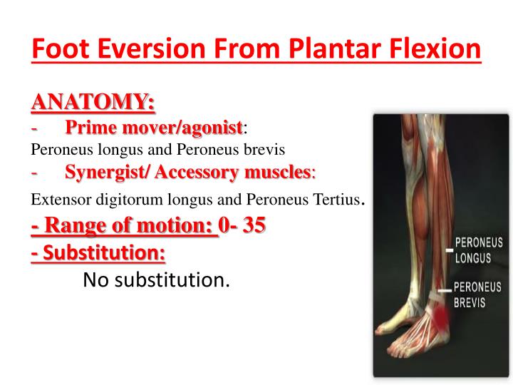 PPT - Knee and Ankle PowerPoint Presentation - ID:2313117