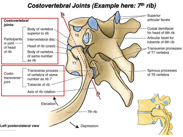 PPT - Lab 6: Thorax and Diaphragm PowerPoint Presentation - ID:2313227
