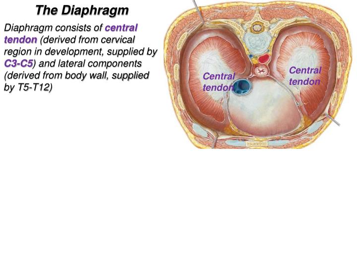 PPT - Lab 6: Thorax and Diaphragm PowerPoint Presentation - ID:2313227