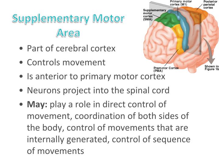 PPT - Mirror Neurons PowerPoint Presentation - ID:2315230