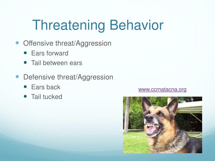 PPT - Canine Behavior PowerPoint Presentation - ID:2315547