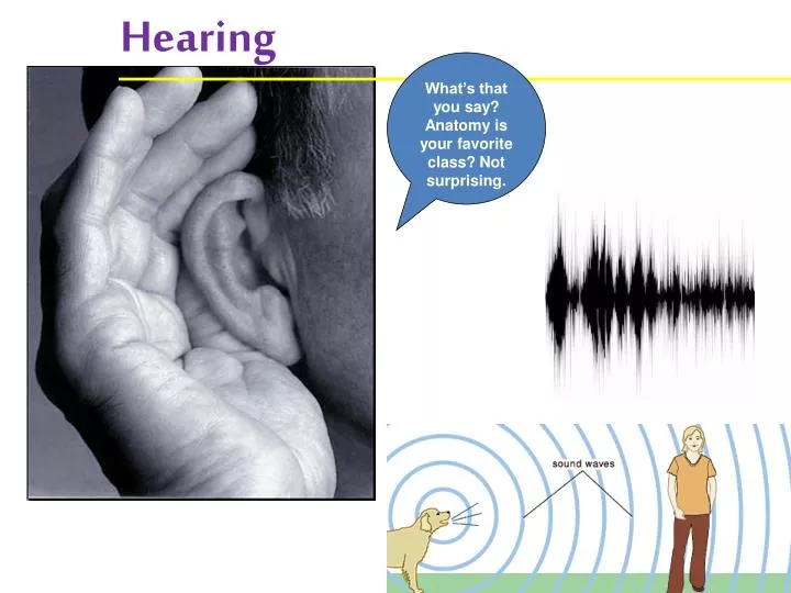 PPT - Hearing PowerPoint Presentation, free download - ID:2315619