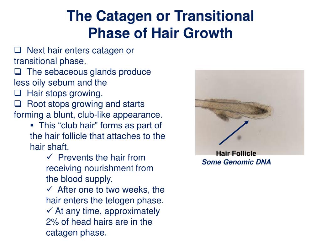 PPT - Microscenes : Trace Evidence - Hair and Fibers PowerPoint ...