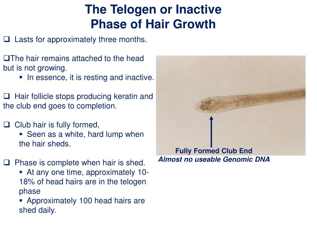 PPT - Microscenes : Trace Evidence - Hair and Fibers PowerPoint ...