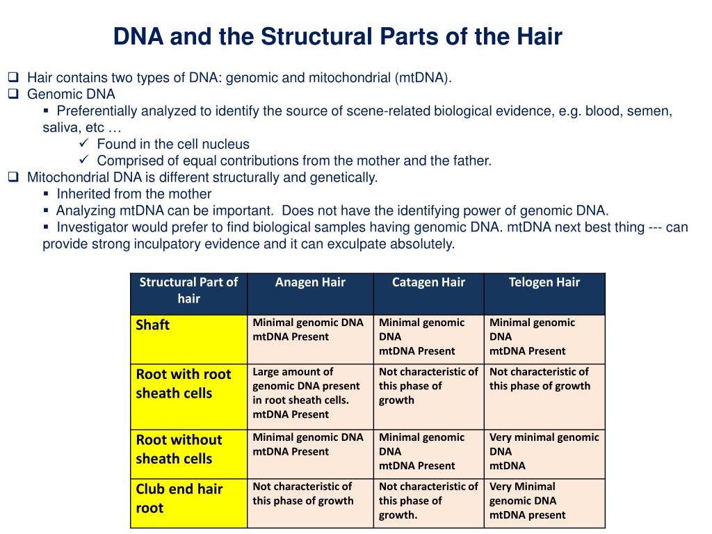 PPT - Microscenes : Trace Evidence - Hair and Fibers PowerPoint ...