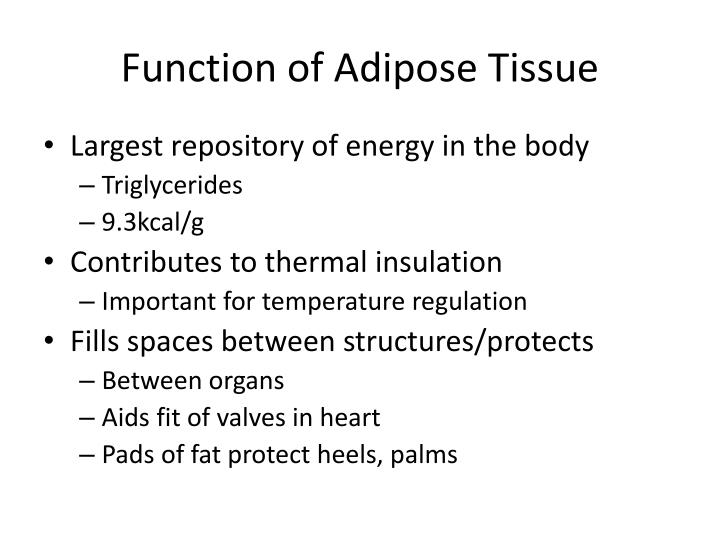 PPT - Adipose Tissue premed II PowerPoint Presentation - ID:2316231