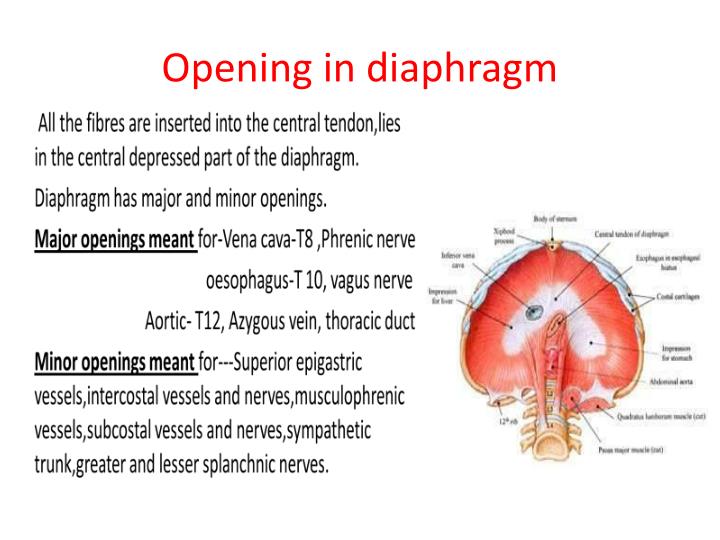 PPT - Mediastinum and Diaphragm PowerPoint Presentation - ID:2316332