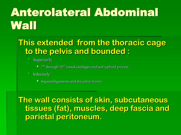 PPT - Abdominal Wall & Stomach PowerPoint Presentation - ID:2316338