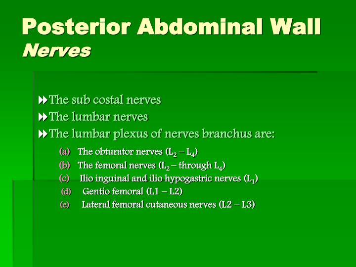 PPT - Abdominal Wall & Stomach PowerPoint Presentation - ID:2316338