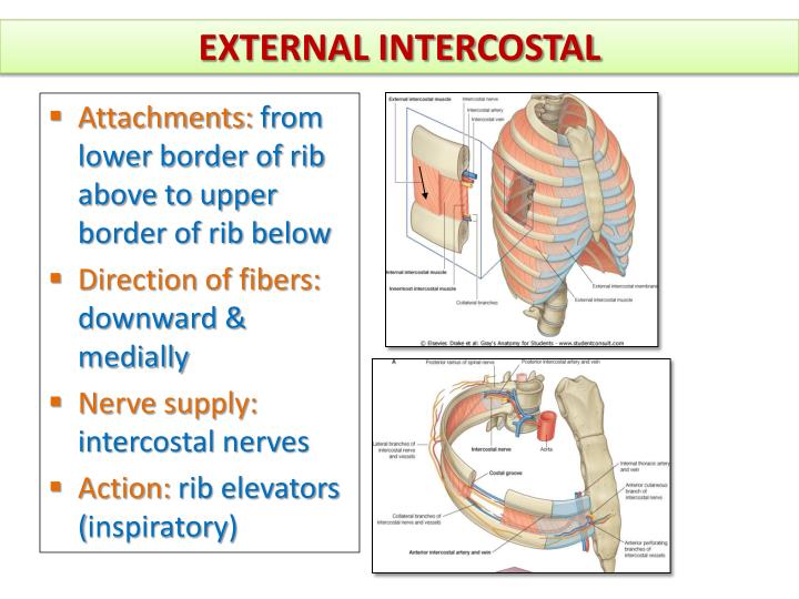 PPT - MUSCLES INVOLVED IN RESPIRATION PowerPoint Presentation - ID:2316358