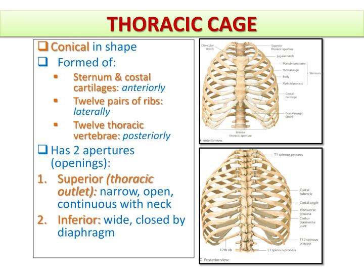 PPT - MUSCLES INVOLVED IN RESPIRATION PowerPoint Presentation - ID:2316358