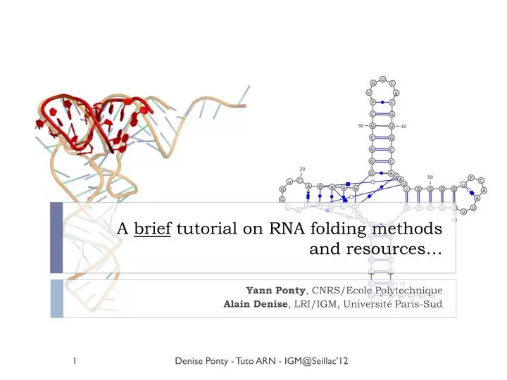 PPT - A brief tutorial on RNA folding methods and resources… PowerPoint ...