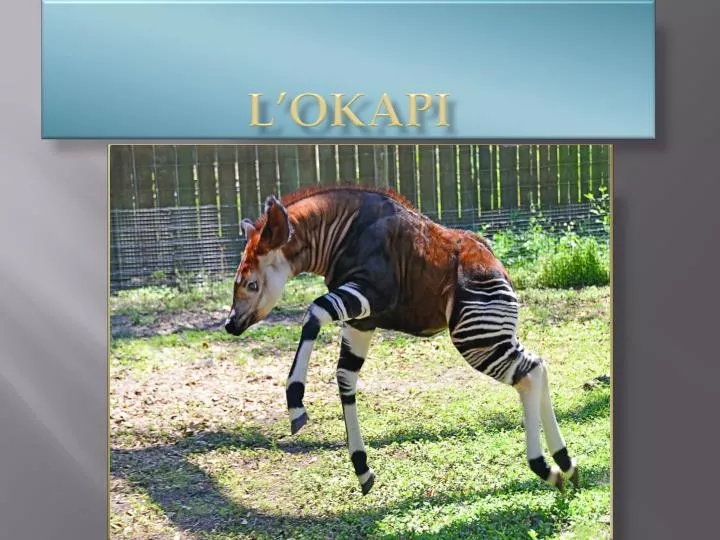 PPT - L’okapi PowerPoint Presentation, free download - ID:2316629