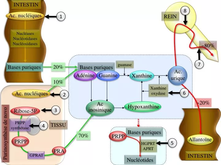 PPT - Bases puriques PowerPoint Presentation, free download - ID:2316651