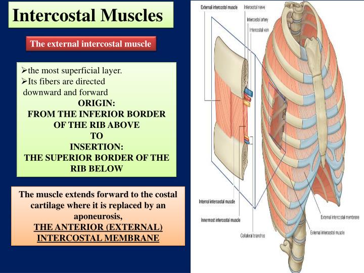PPT - Anatomy of the Thorax PowerPoint Presentation - ID:2316682