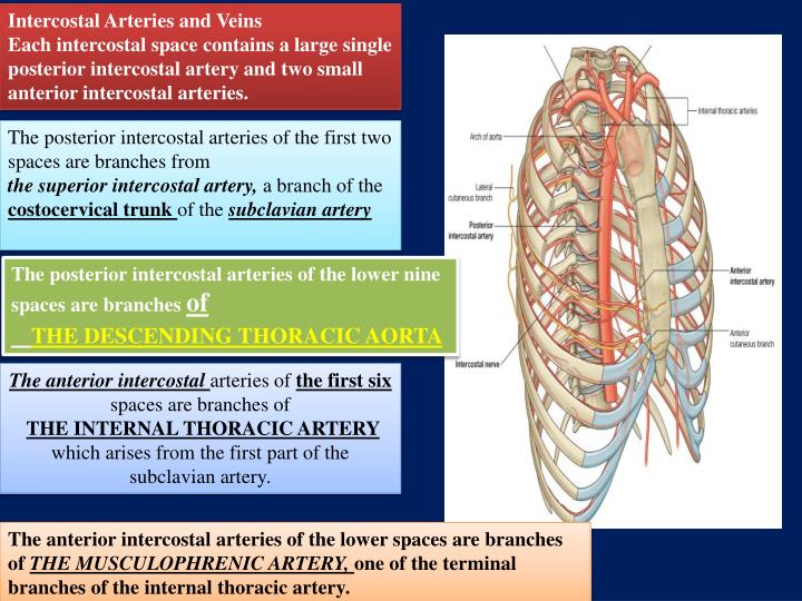 PPT - Anatomy of the Thorax PowerPoint Presentation - ID:2316682