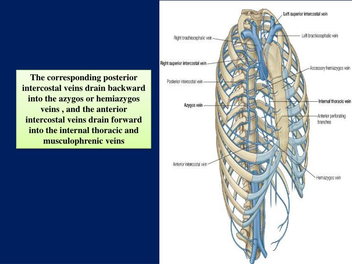 PPT - Anatomy of the Thorax PowerPoint Presentation - ID:2316682