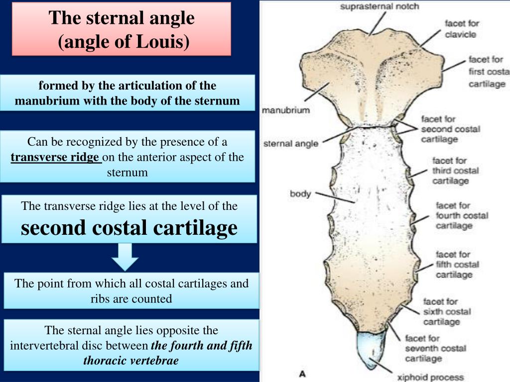 PPT Anatomy Of The Thorax PowerPoint Presentation Free Download ID