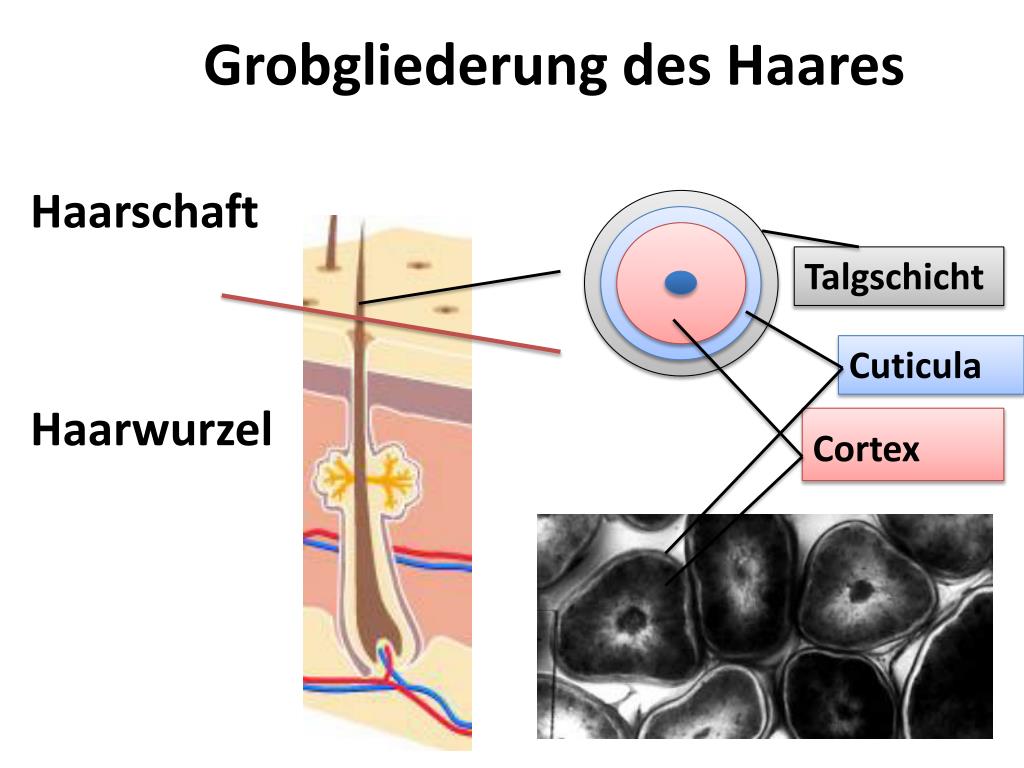PPT - Das Haar aus Sicht des Chemikers PowerPoint Presentation - ID:2317174