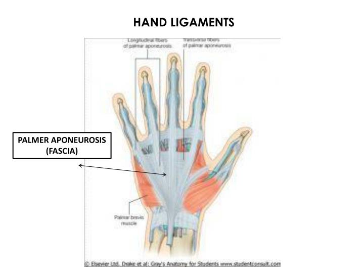 PPT - Wrist and Hand PowerPoint Presentation - ID:2317175