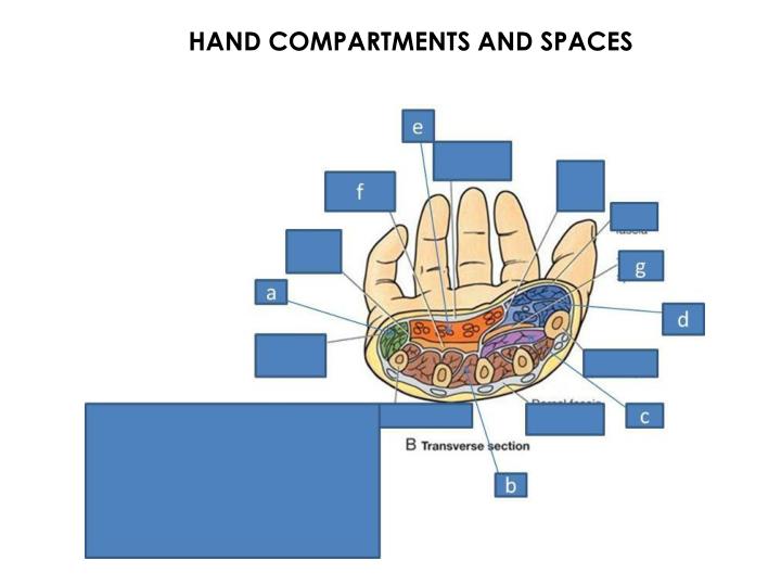 PPT - Wrist and Hand PowerPoint Presentation - ID:2317175